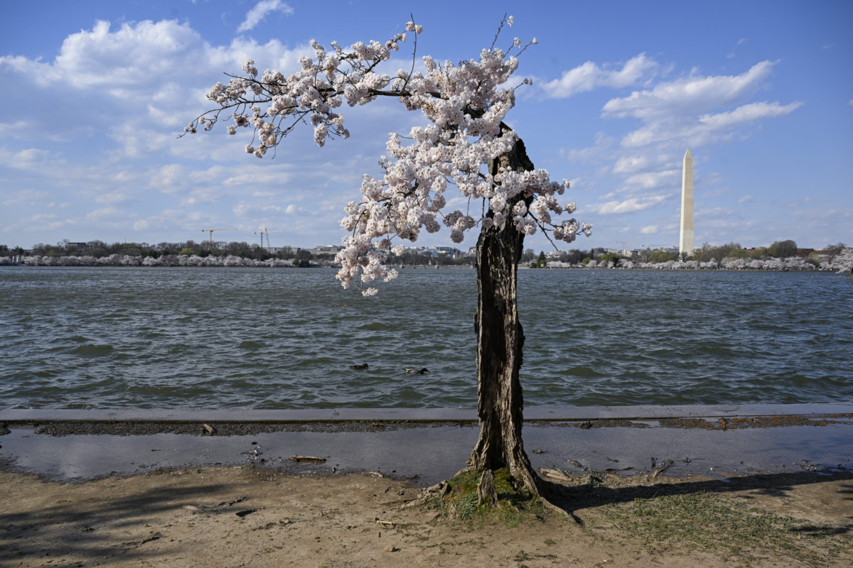 Stumpy among nearly 150 cherry trees to be cut down in D.C.’s Tidal ...