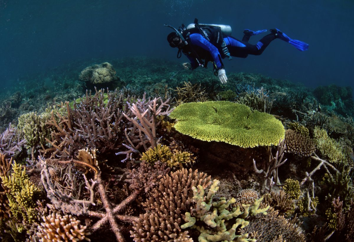 These coral reefs suffered major damage. Watch how restoration efforts ...