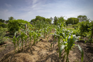 Through gardens, these Native communities are cultivating a solution to ...