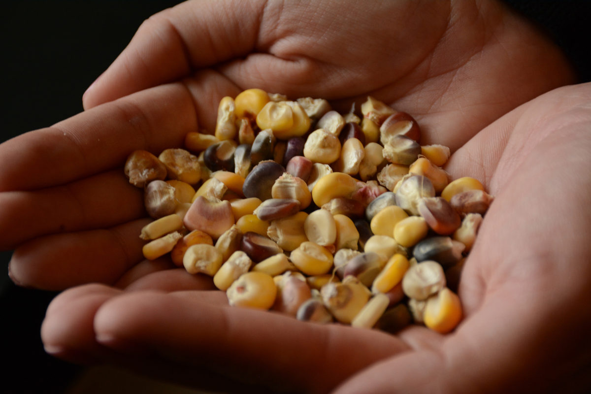 Through gardens, these Native communities are cultivating a solution to ...