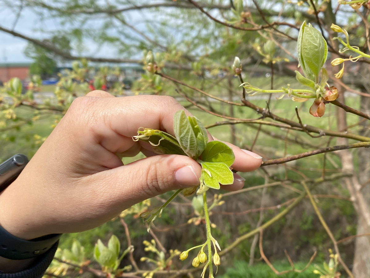 Through gardens, these Native communities are cultivating a solution to ...