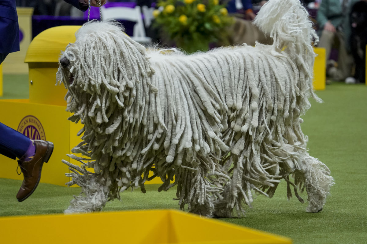 Sage the miniature poodle wins top prize at Westminster Kennel Club dog ...