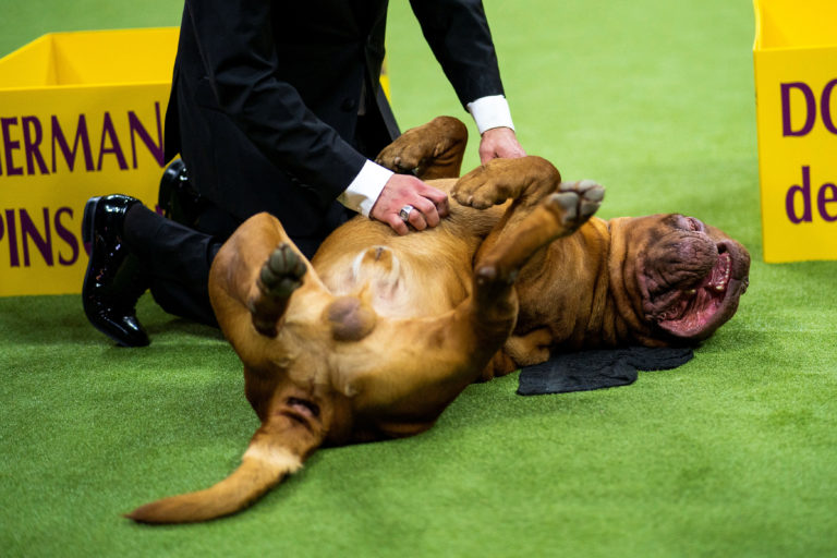 Sage the miniature poodle wins top prize at Westminster Kennel Club dog ...