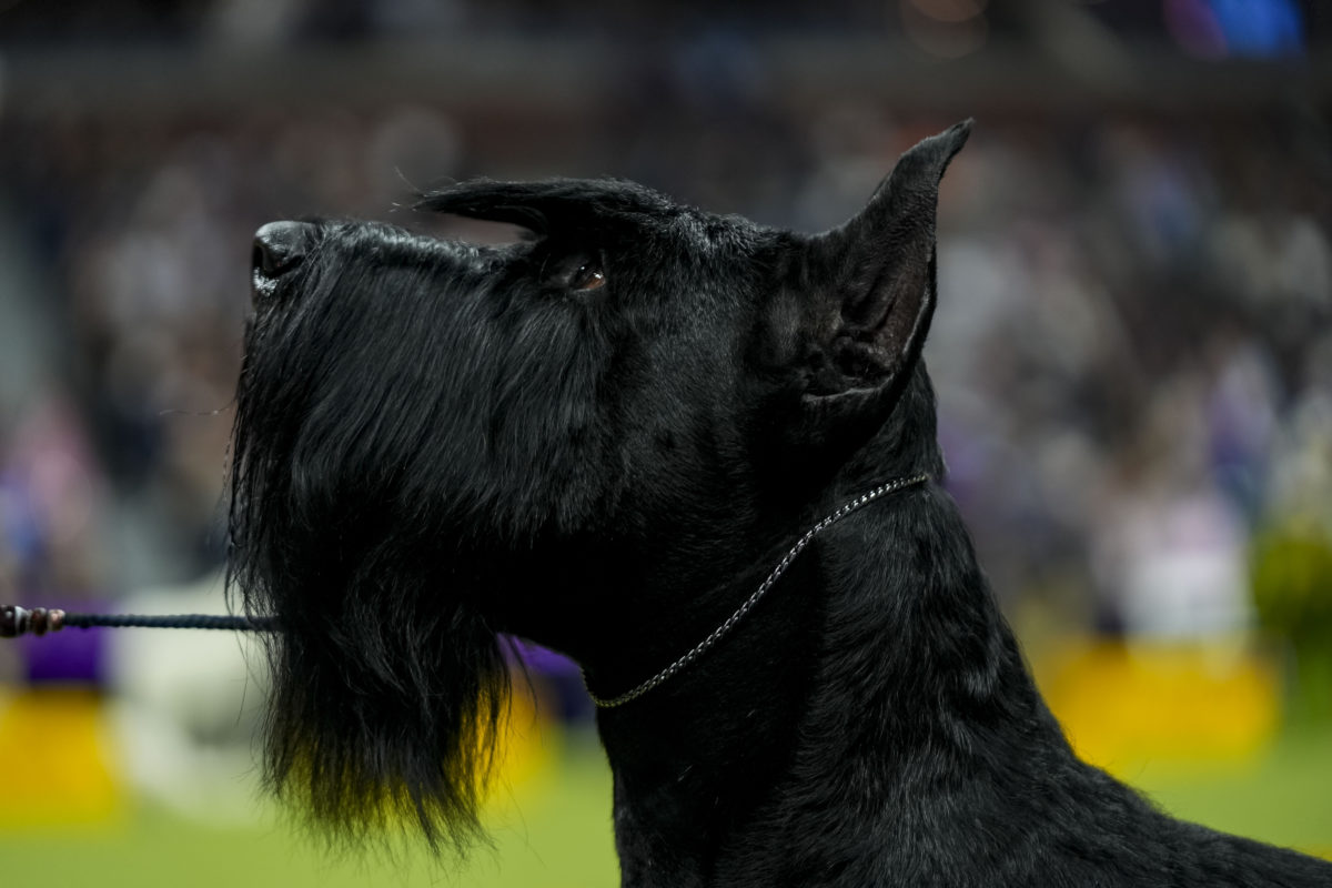 Sage the miniature poodle wins top prize at Westminster Kennel Club dog ...