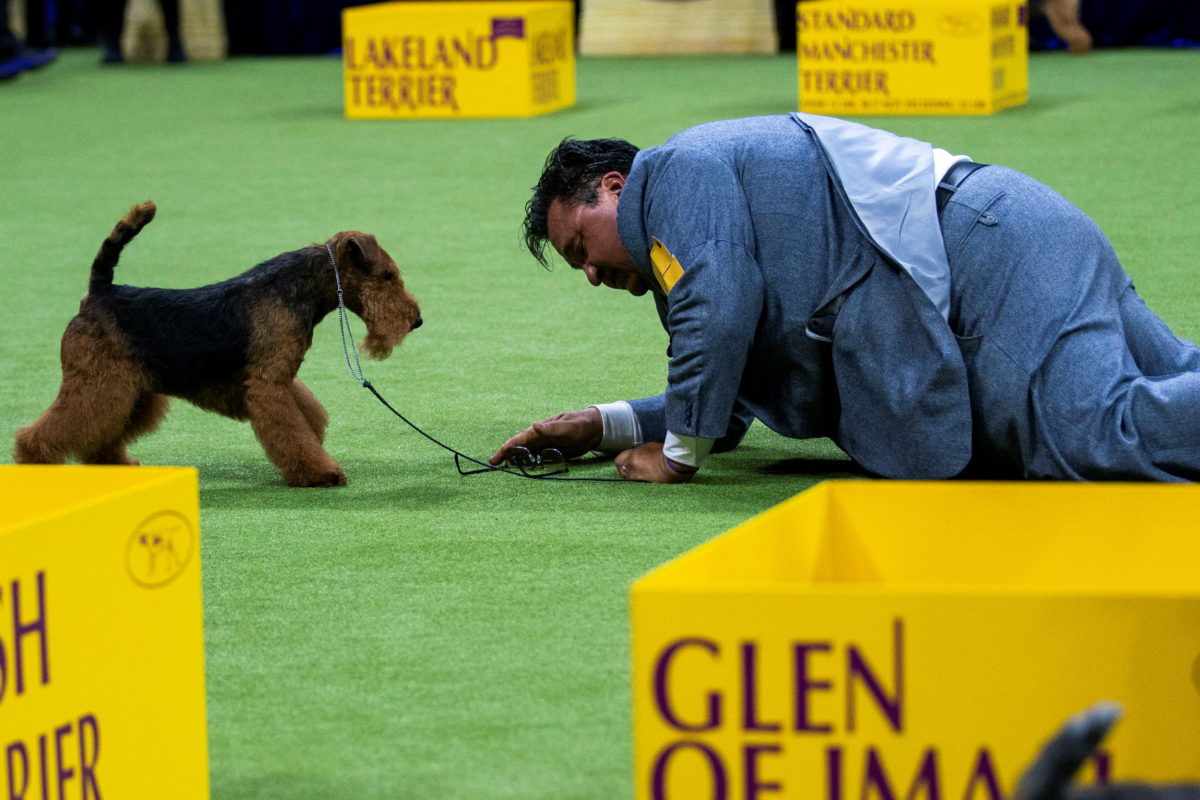Sage the miniature poodle wins top prize at Westminster Kennel Club dog ...