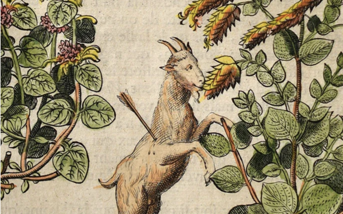 How humans learned to self-medicate with certain plants by observing ...