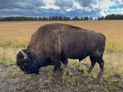 What the reported birth of rare white buffalo calf in Yellowstone means ...