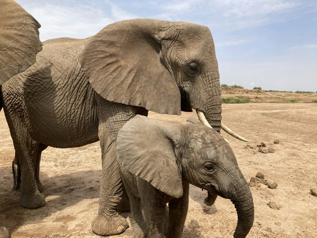 African elephants address one another by unique name-like calls, new ...