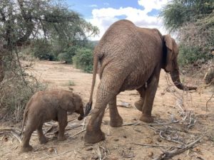 African elephants address one another by unique name-like calls, new ...