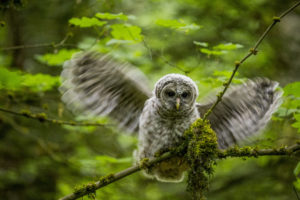 U.S. officials plan to kill hundreds of thousands of barred owls to ...