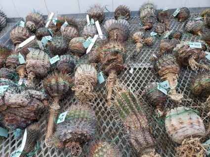 These cacti are status symbols on social media. In the desert, they’re ...