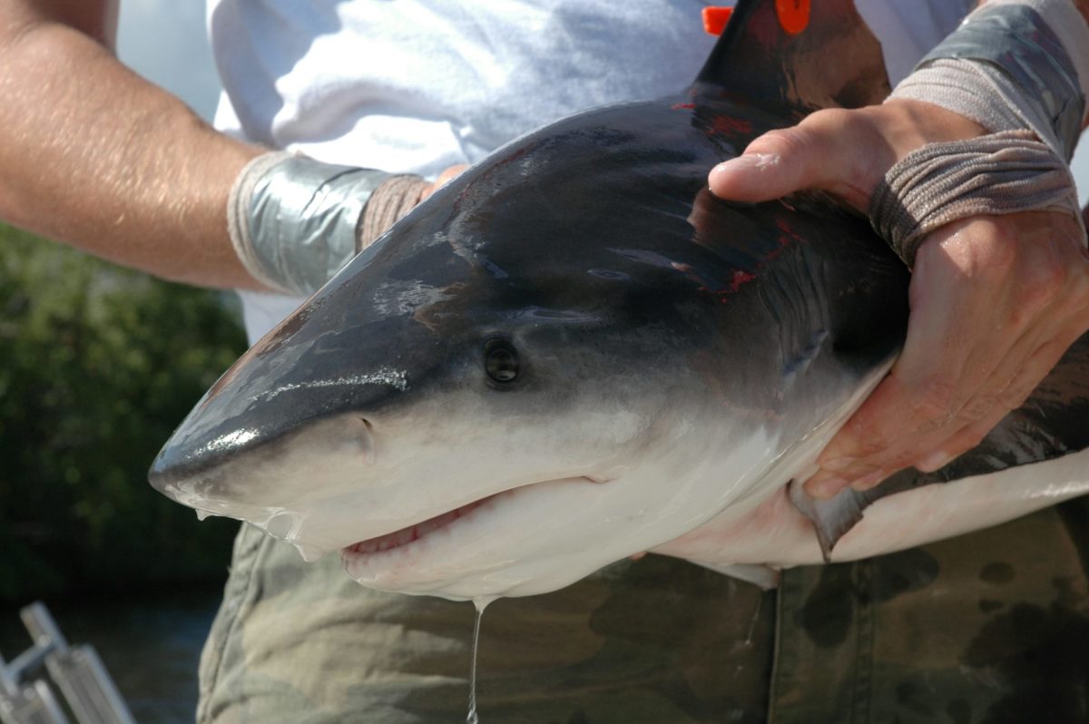 Baby bull sharks are thriving in warming waters off the coast of Texas ...