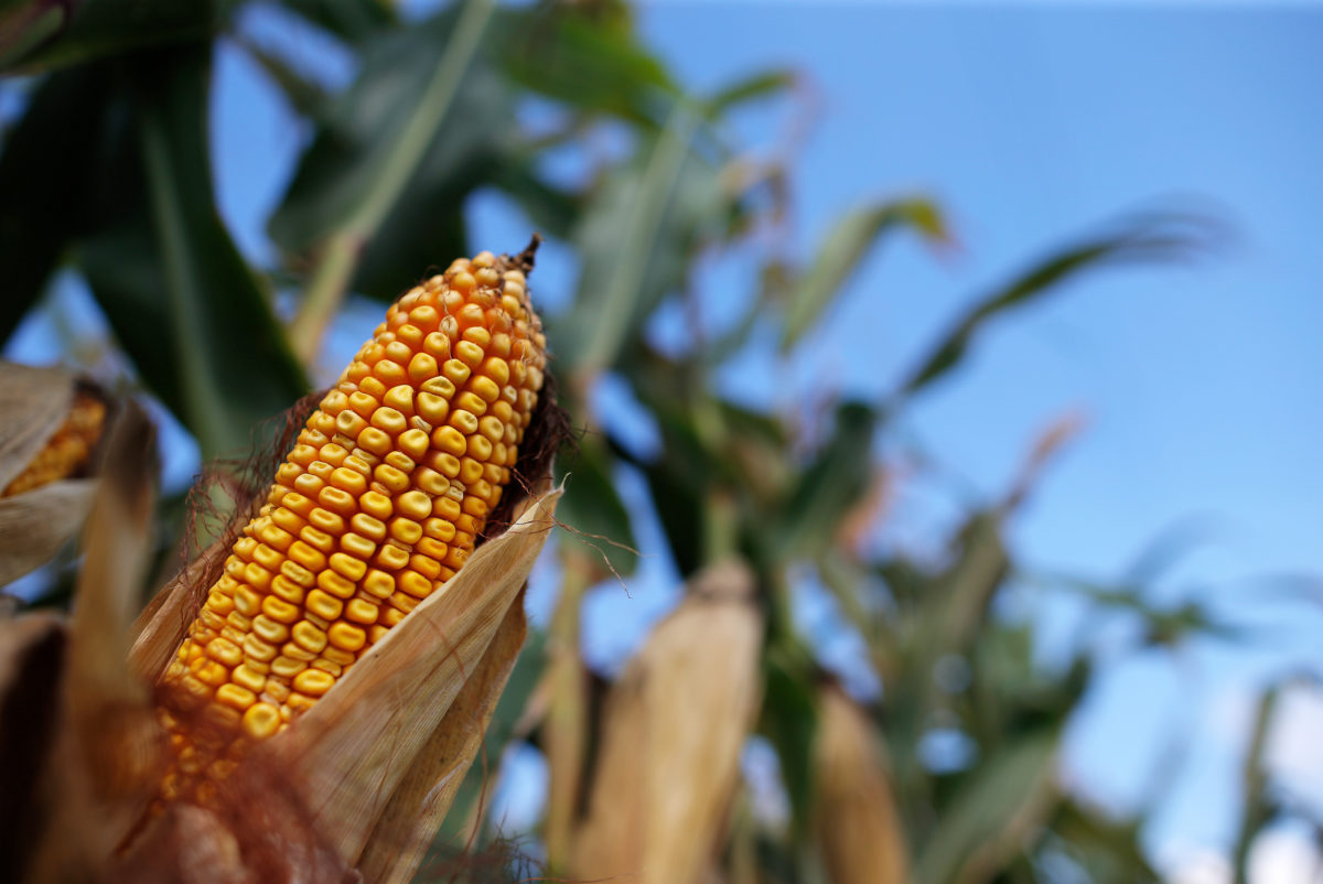 Yes, corn can sweat. And it may be why hot Midwestern summers are ...