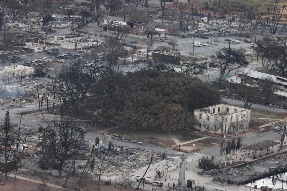 A deadly fire charred Lahaina’s historic banyan tree. A year later, it ...