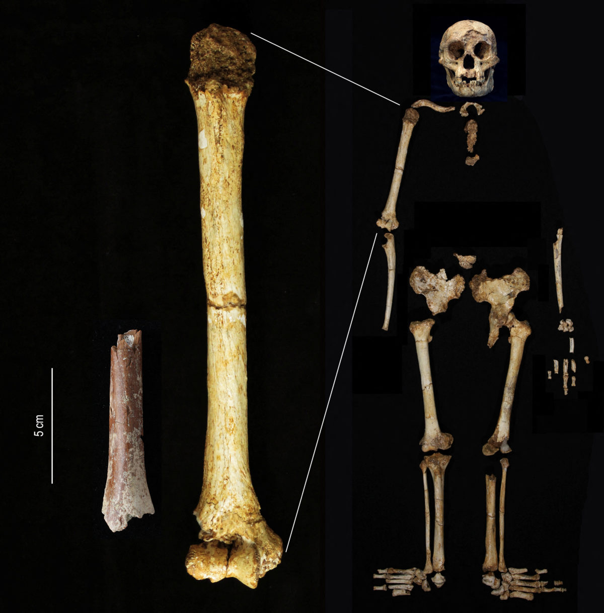 Fossils suggest ancestors of Indonesian 'hobbits' were even shorter ...