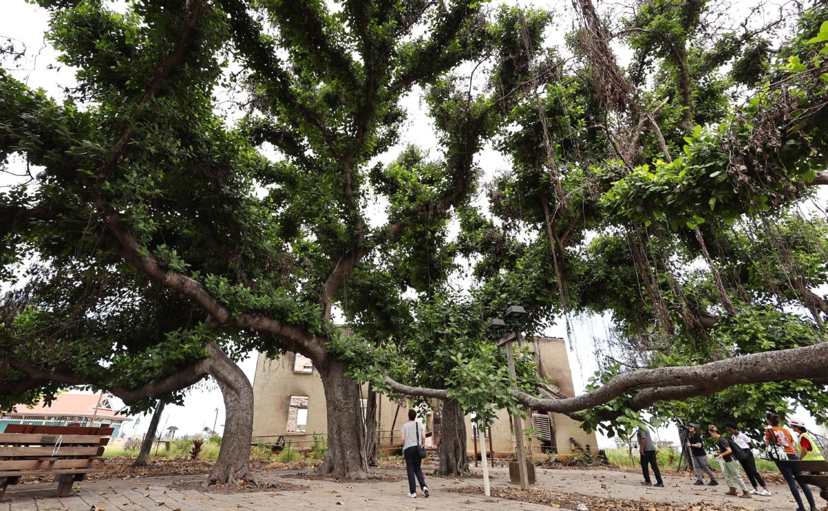 A deadly fire charred Lahaina's historic banyan tree. A year later, it ...