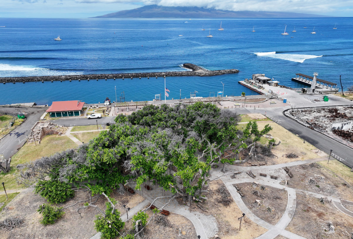 A deadly fire charred Lahaina’s historic banyan tree. A year later, it ...