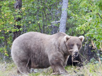 ‘Fat Bear’ champ Grazer beats Chunk, the behemoth that killed her cub ...