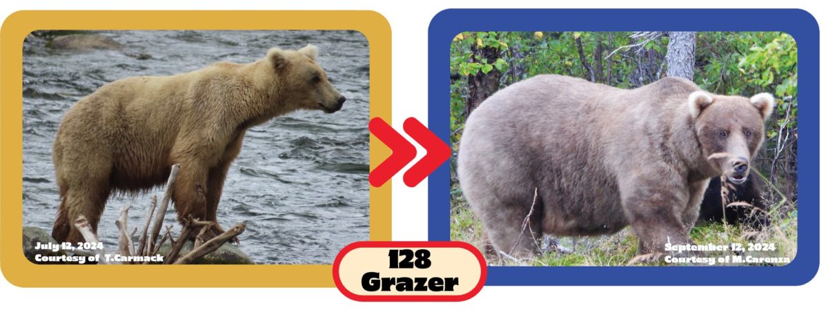 ‘Fat Bear’ champ Grazer beats Chunk, the behemoth that killed her cub ...