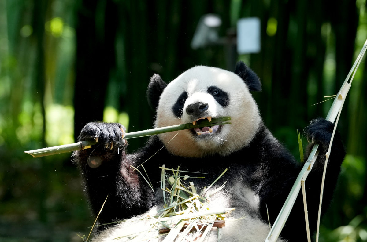 Panda-monium returns to Washington | PBS News