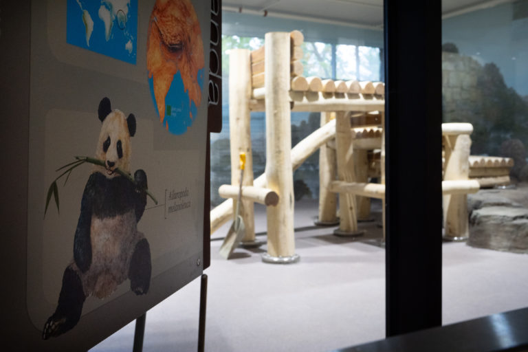 Panda-monium returns to Washington | PBS News
