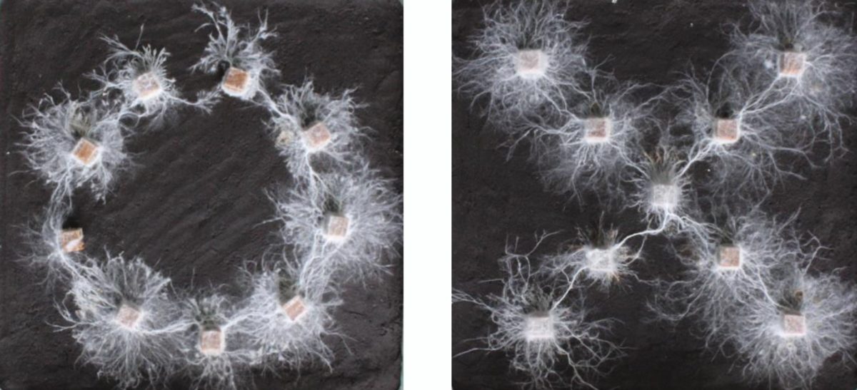 How a new fungi study could affect how we think about cognition | PBS News