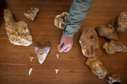 How paleontologists are using fossilized shark teeth to date the past ...