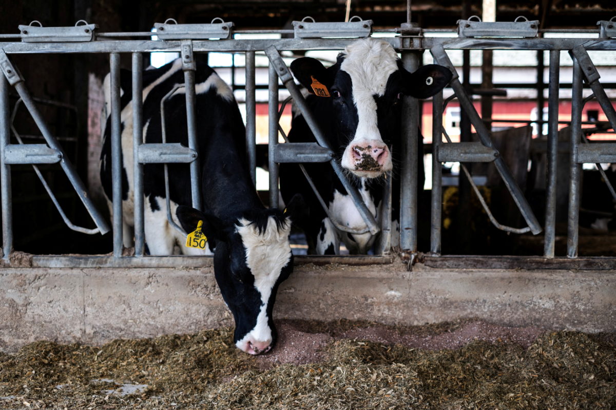 A different version of bird flu detected in dairy cows in Nevada | PBS News