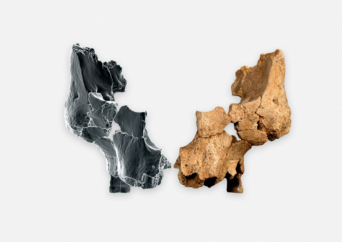 Archaeologists discover oldest known partial face fossil of human ...