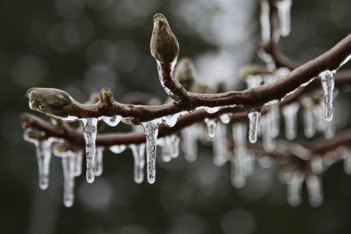 Great Lakes region loses power due to freezing rain while Tennessee ...