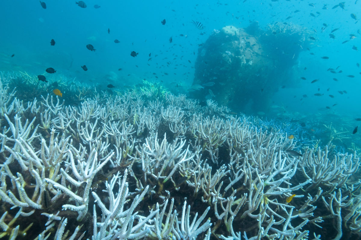 84 percent of the world's coral reefs hit by worst bleaching event on ...