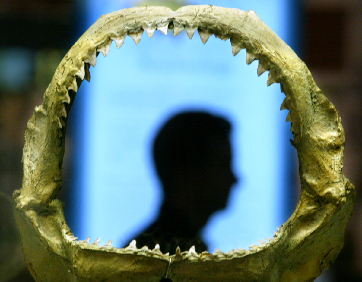 It's been 50 years since the blockbuster movie 'Jaws,' but there's more ...