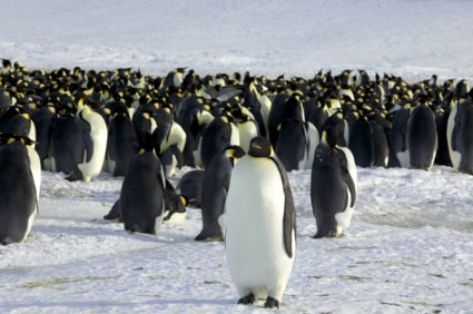Satellite shows dramatic decline of emperor penguin population in ...