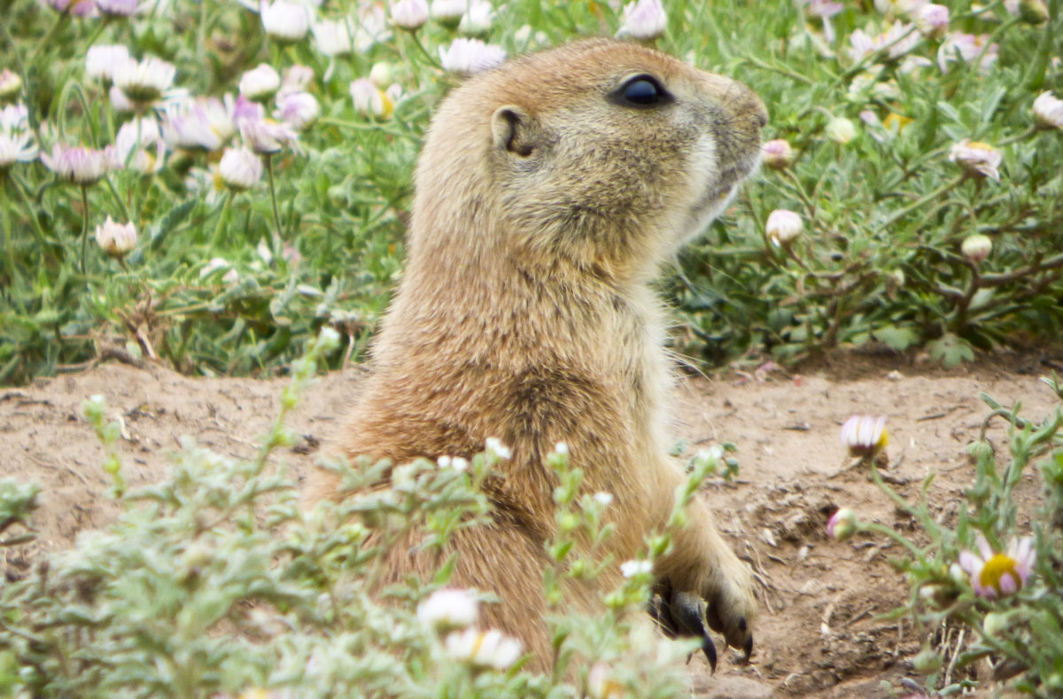 This grassland bird eavesdrops on prairie dogs to keep itself safe from ...