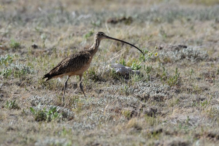 This grassland bird eavesdrops on prairie dogs to keep itself safe from ...