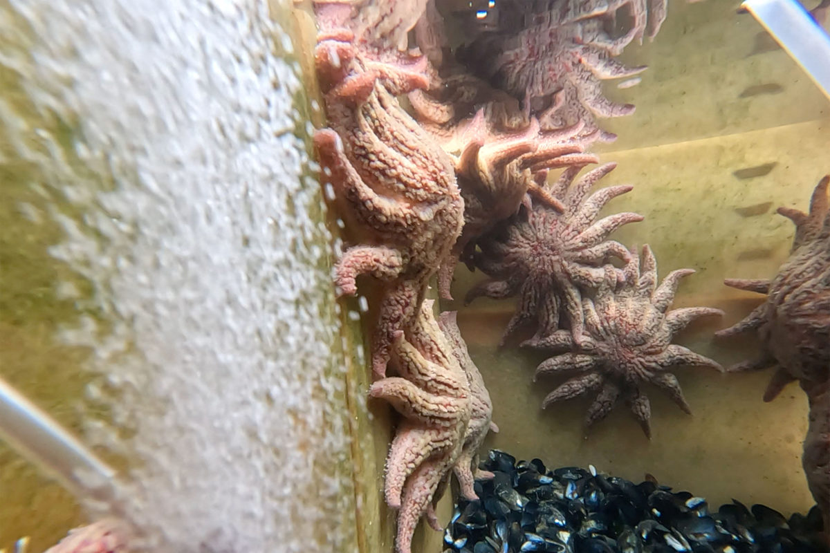 Researchers say they have identified the mysterious killer of more than ...