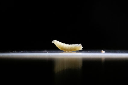 What to know about flesh-eating screwworms (and why you don't need to ...