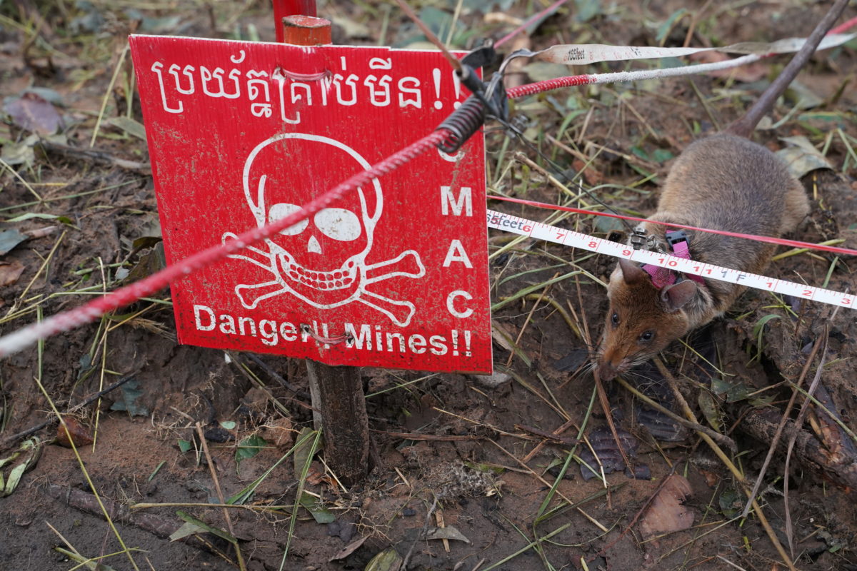 U.S. renews foreign aid funding to clear land mines in Cambodia | PBS News