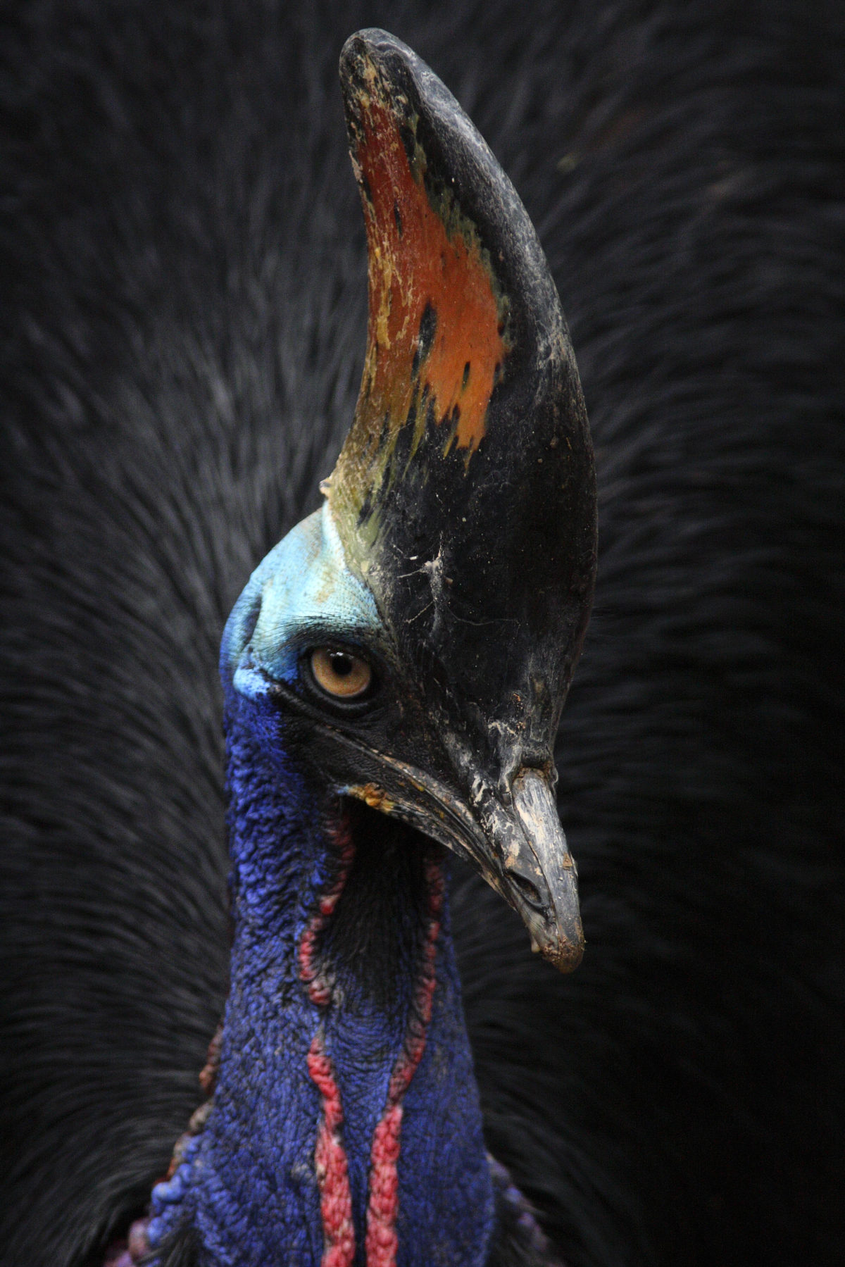 New study finds ostriches and other large flightless birds had long ...