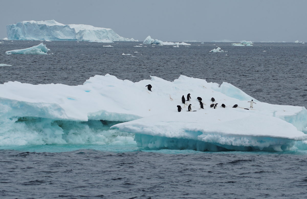 Antarctic penguins threatened as warming temperatures cause them to ...