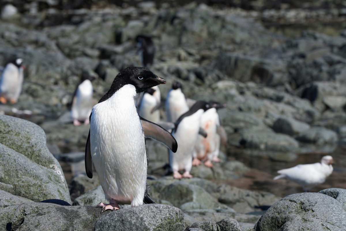 Antarctic penguins threatened as warming temperatures cause them to ...