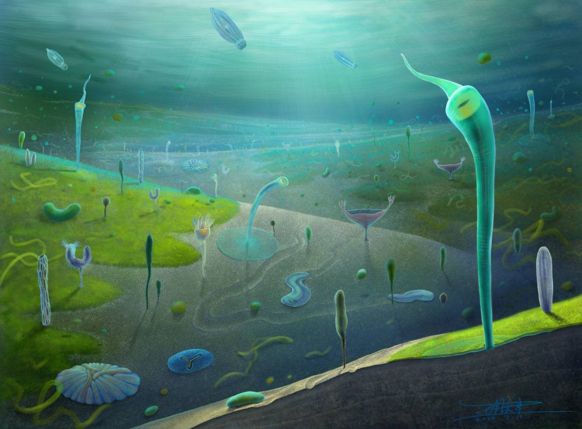 Newly discovered fossils give scientists first look at the evolution of ...