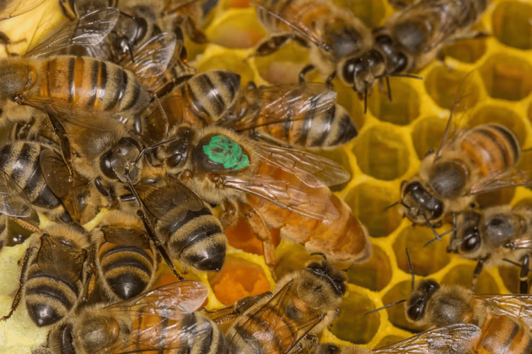 It's OK to love all bees — including honey bees | PBS News