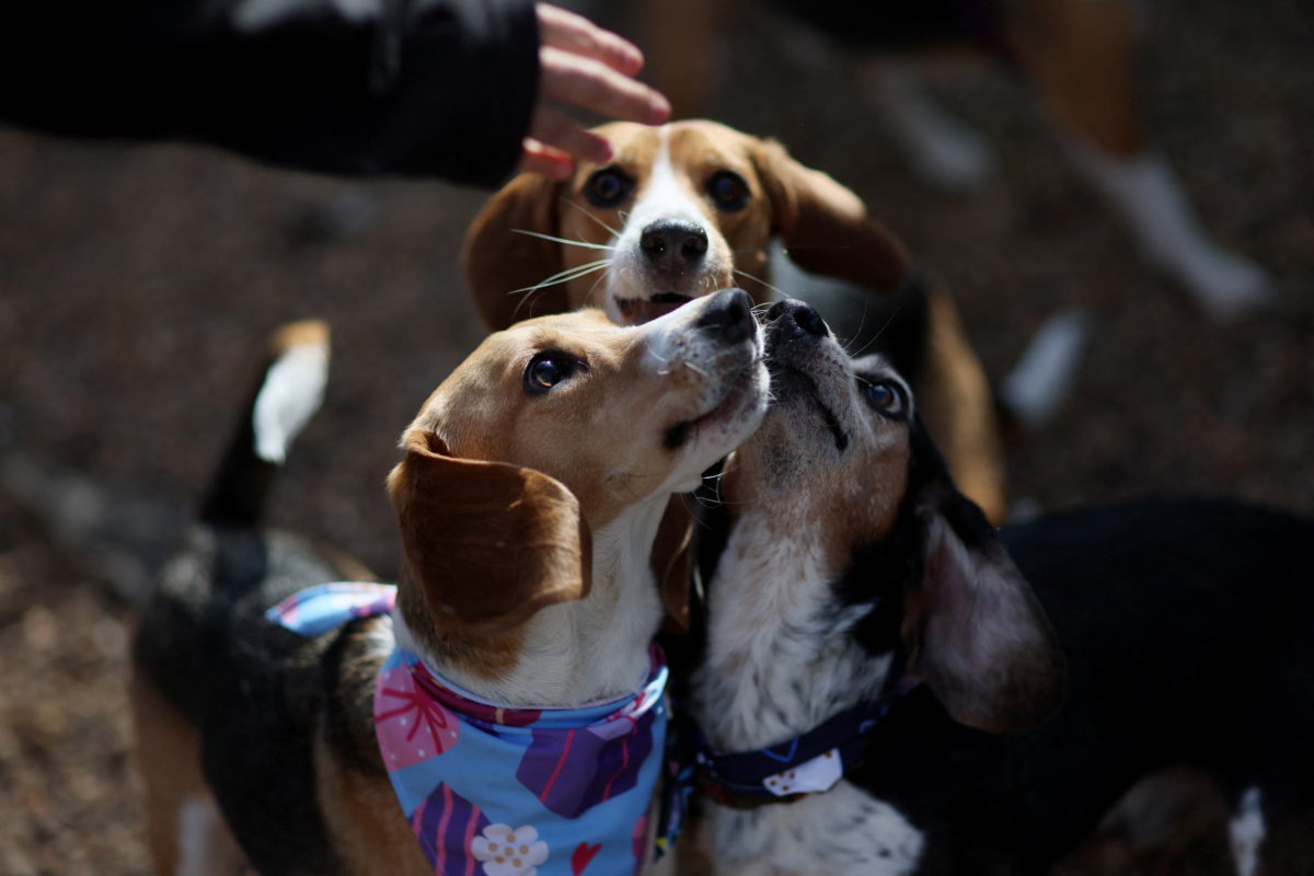 1,500 beagles will find new homes after release from research facility ...