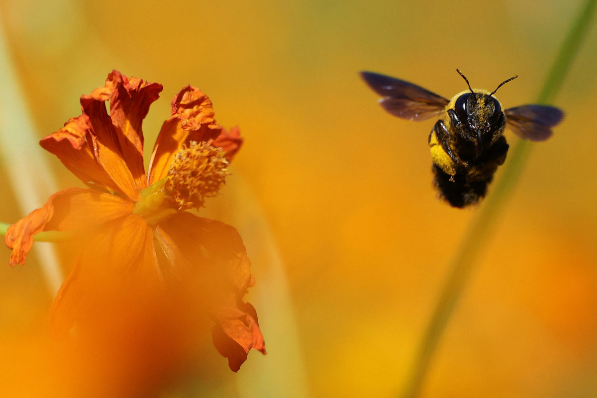 A diet of royal jelly isn't the only thing that makes a queen bee | PBS ...